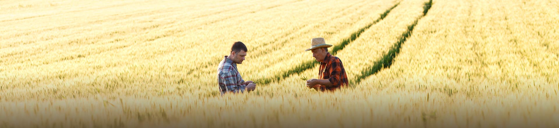 Stay Ahead of Fusarium Head Blight - Prairie Oat Growers Association (POGA)